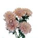 Cremon LINETTE Peachy salmon Pink with Blush Center - Potomac Floral ...