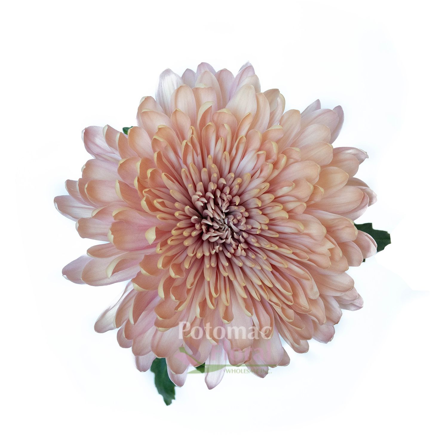 Cremon LINETTE Peachy salmon Pink with Blush Center - Potomac Floral ...