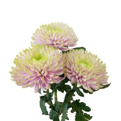 Cremon Pink with green center, Rossano Charlotte - Potomac Floral Wholesale
