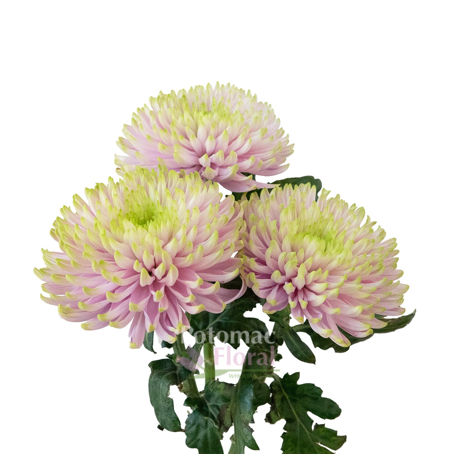 Cremon Pink with green center, Rossano Charlotte - Potomac Floral Wholesale