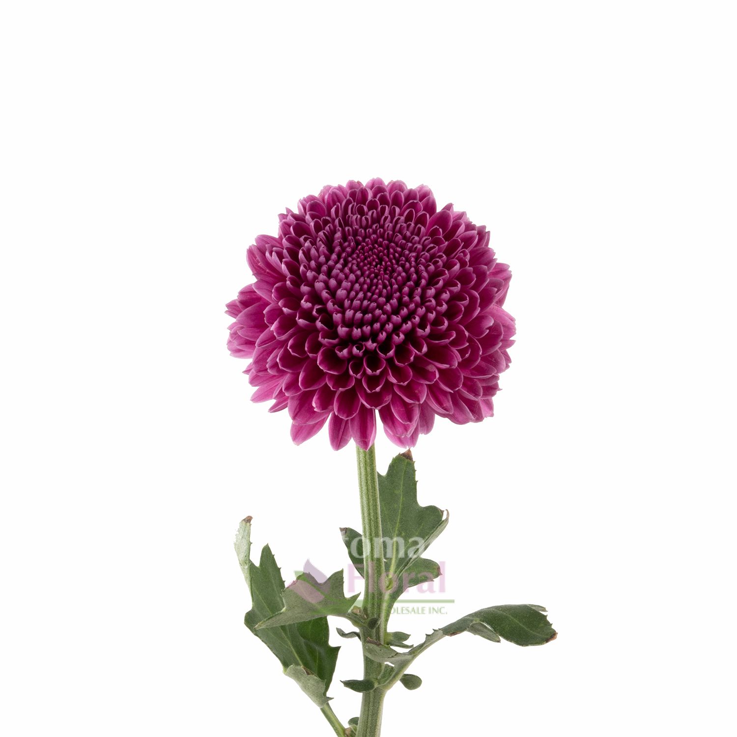 Cremon Purple Ball - Gustav - Potomac Floral Wholesale