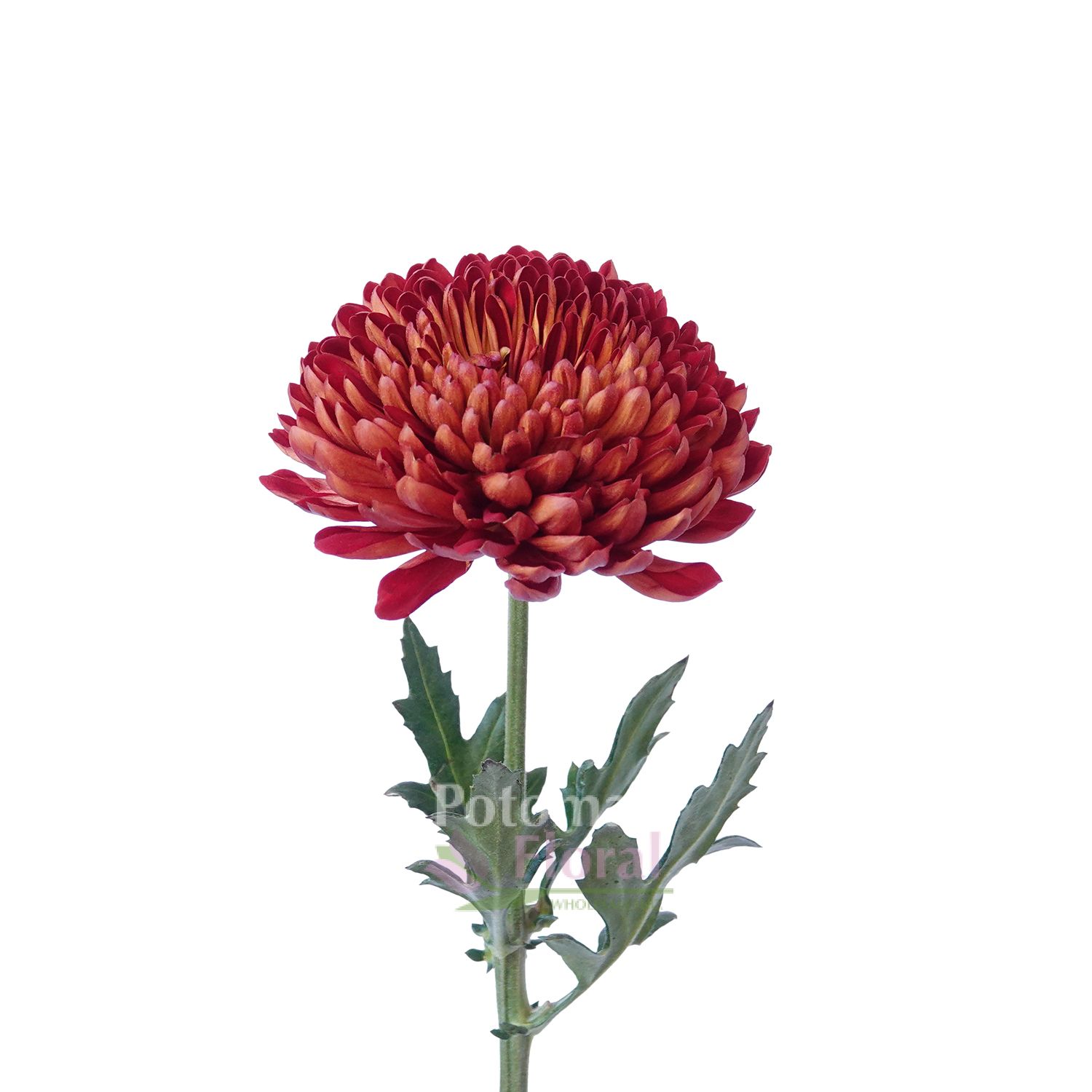 Cremon Red - Potomac Floral Wholesale