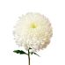 Magnum Huge Jumbo White Cremon - Potomac Floral Wholesale