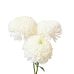 Magnum Huge Jumbo White Cremon - Potomac Floral Wholesale