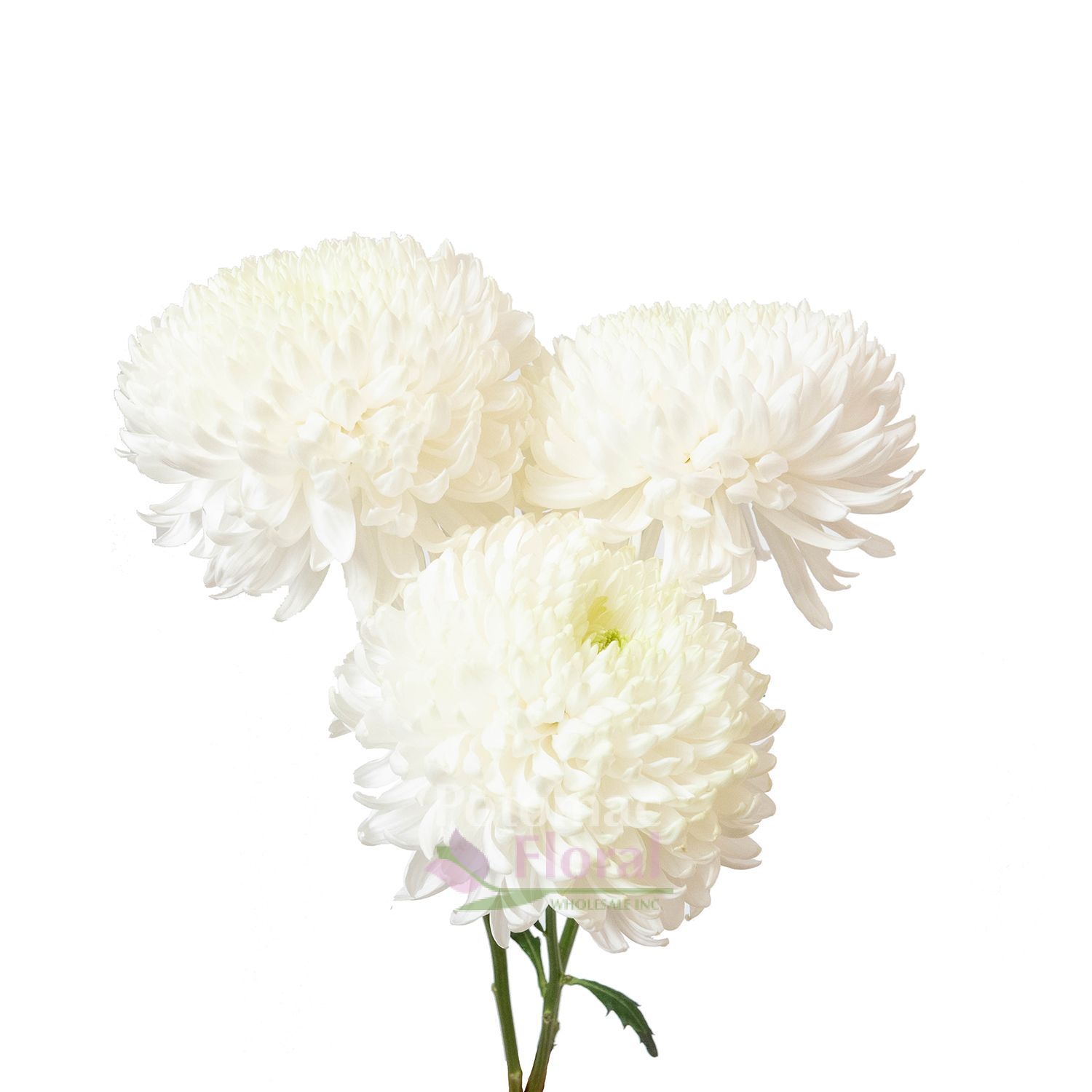 Magnum Huge Jumbo White Cremon - Potomac Floral Wholesale