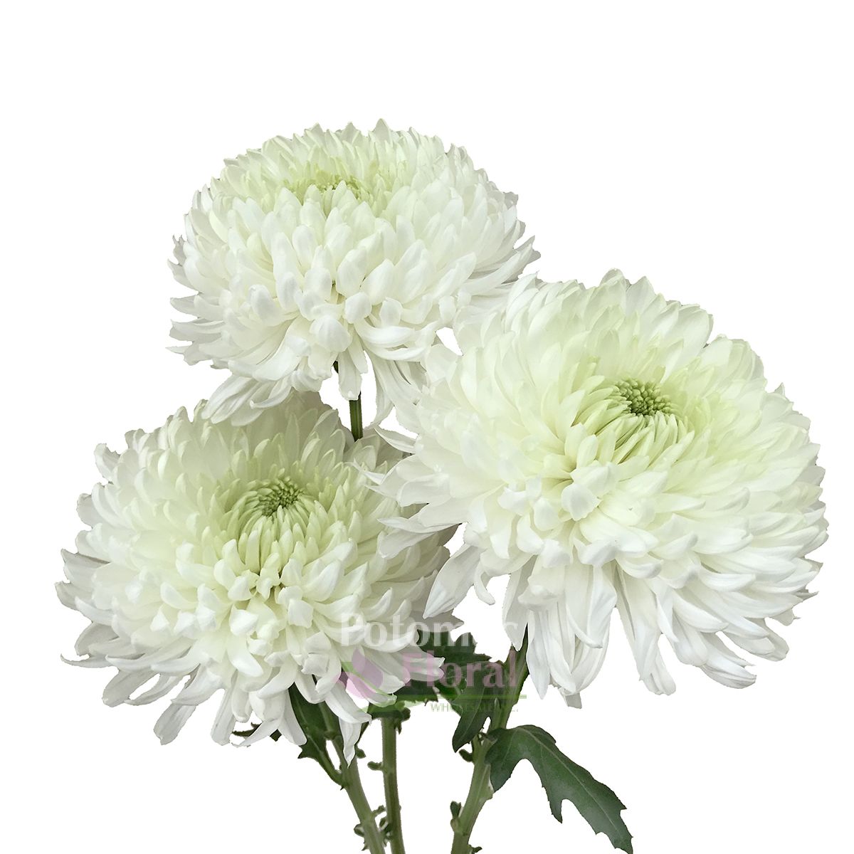 Magnum Huge Jumbo White Cremon - Potomac Floral Wholesale