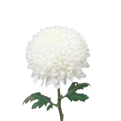 Cremon White Ball, Zonar, Ping Pong - Potomac Floral Wholesale