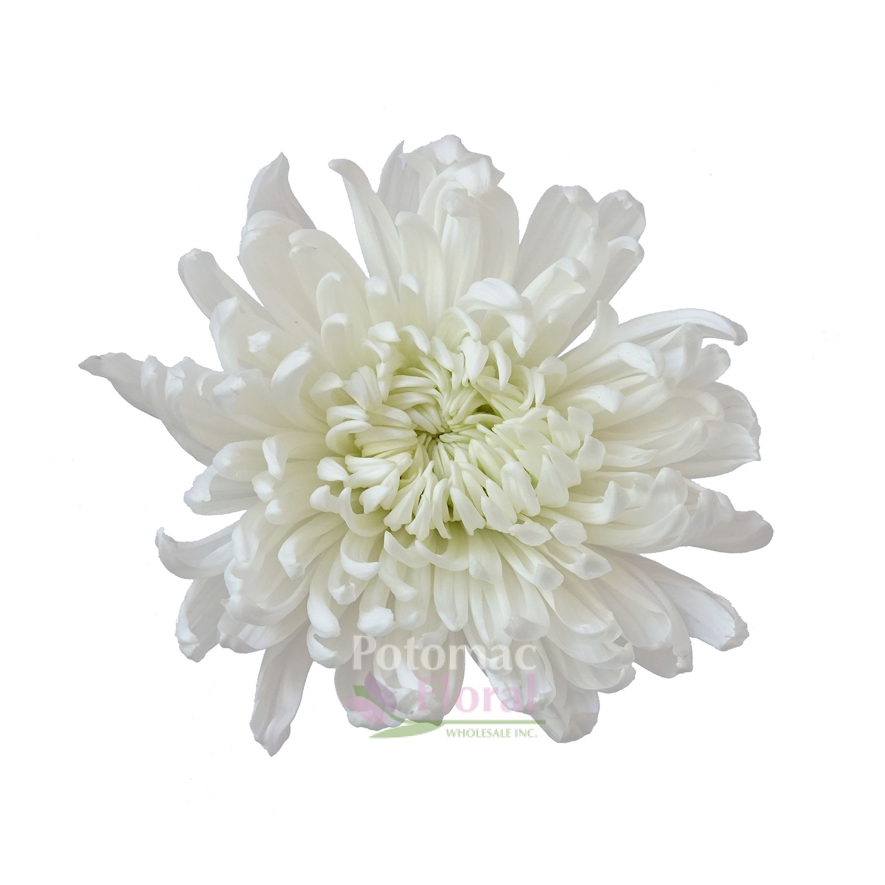 Cremon Pure White, Chita - Potomac Floral Wholesale