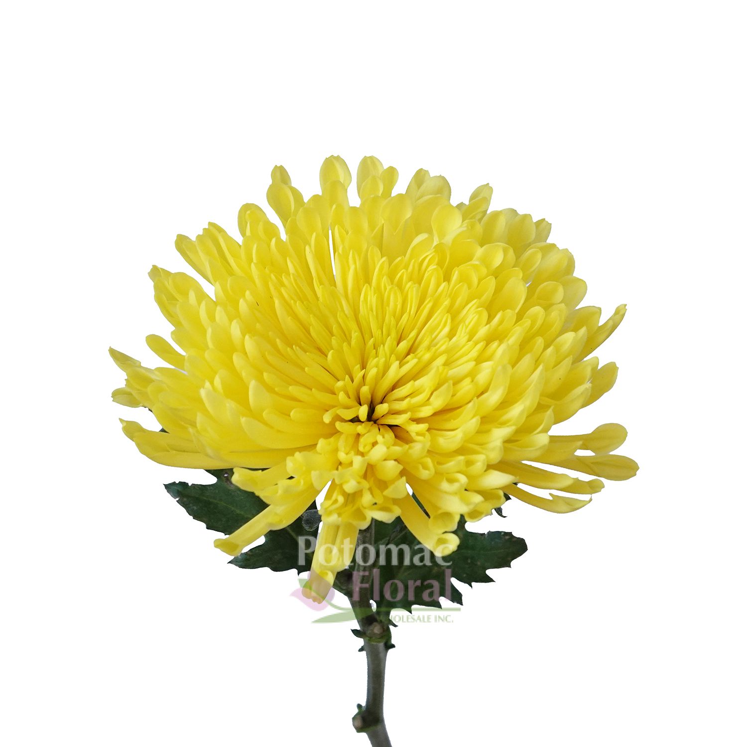 Cremon Yellow - Potomac Floral Wholesale