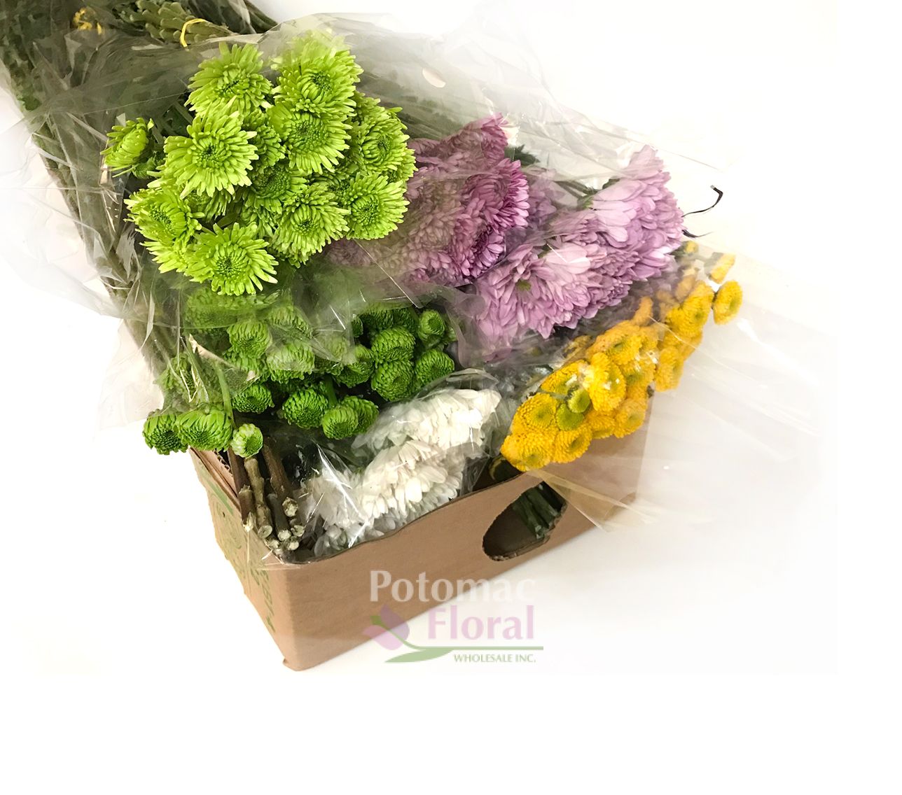 Pom CDN Assorted - 20 Bunches - Potomac Floral Wholesale