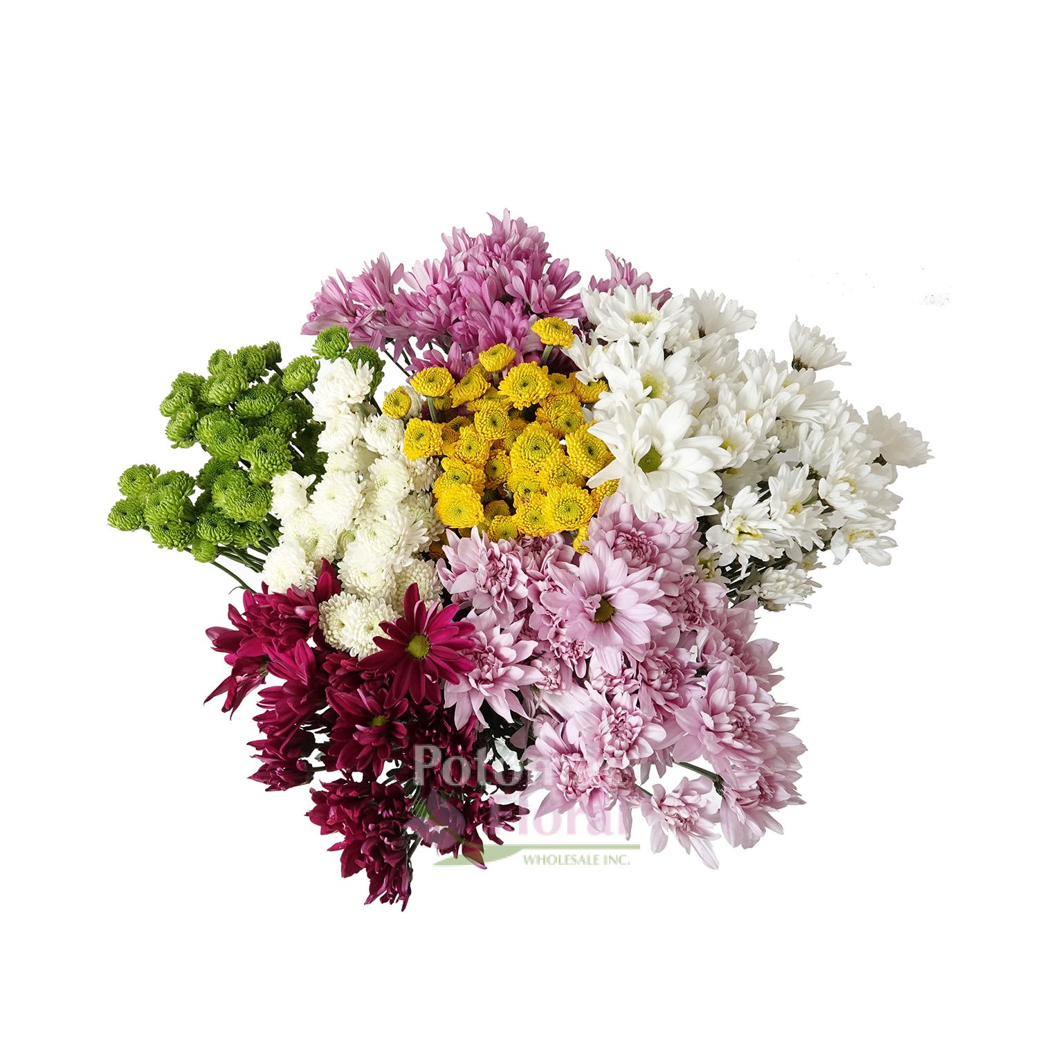 Pom CDN Assorted - 20 Bunches - Potomac Floral Wholesale