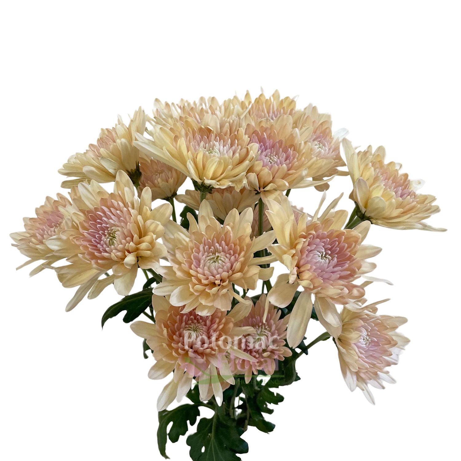 Pom Pom Peachy Salmon Pink LINETTE - Potomac Floral Wholesale