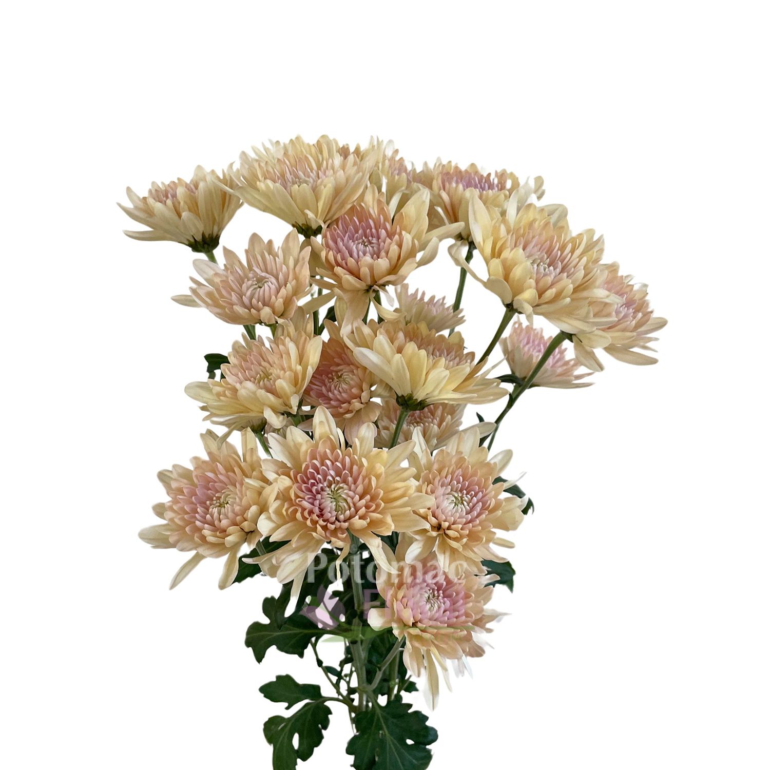 Pom Pom Peachy Salmon Pink LINETTE - Potomac Floral Wholesale