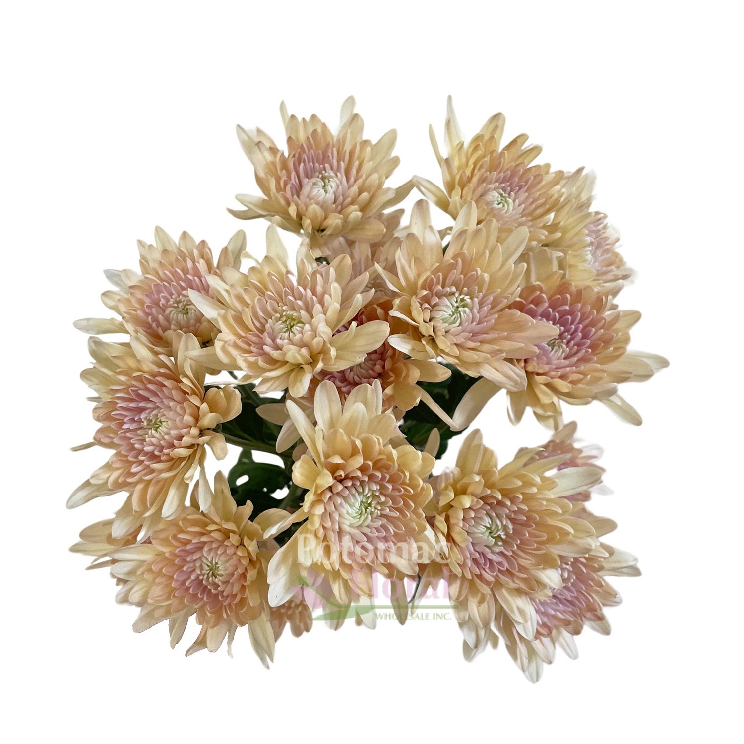 Pom Pom Peachy Salmon Pink LINETTE - Potomac Floral Wholesale