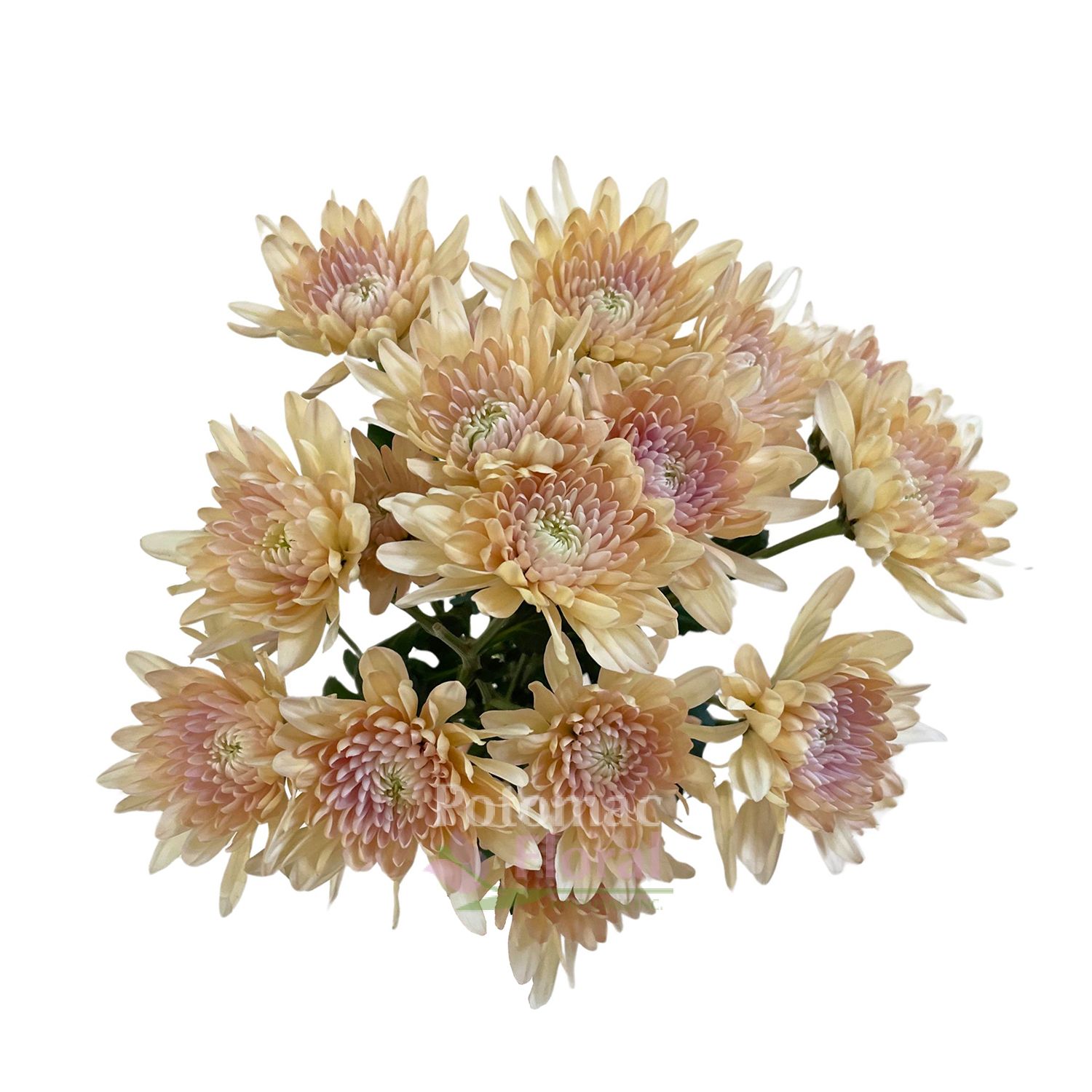 Pom Pom Peachy Salmon Pink LINETTE - Potomac Floral Wholesale