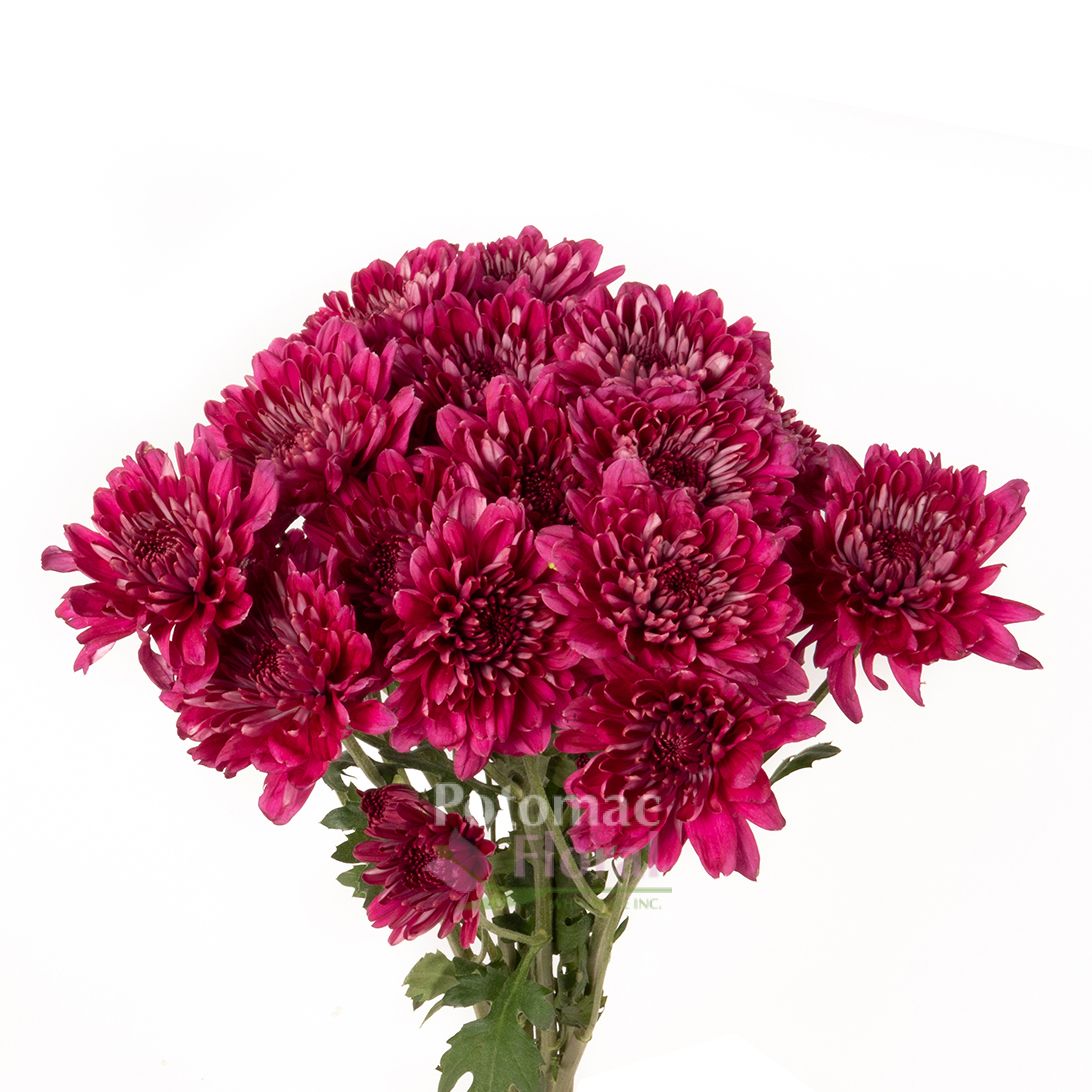 Pom Purple Cushion - Potomac Floral Wholesale
