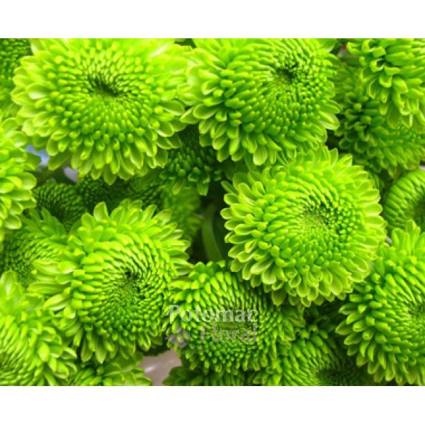 Pom Green Buttons - Potomac Floral Wholesale