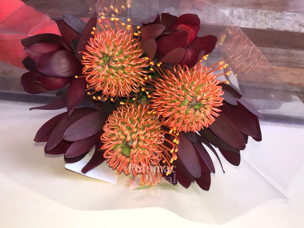 Protea Bouquet (3 Pincushion protea + 5 Safari sunset ) - Potomac ...