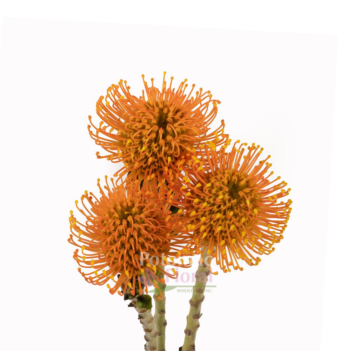 Protea Pincushion Light Orange - Potomac Floral Wholesale