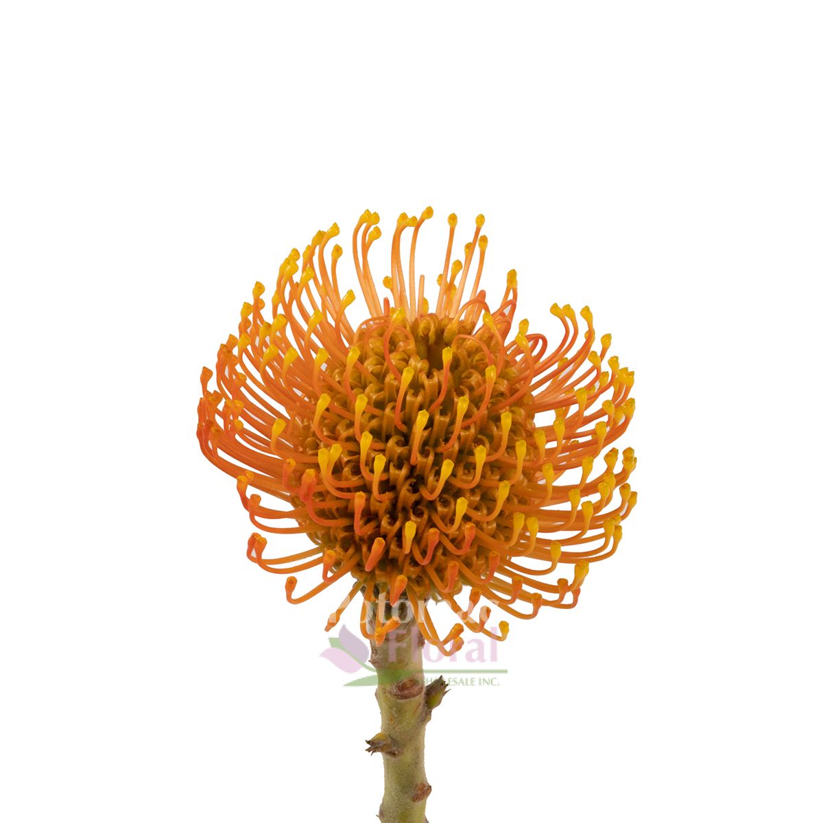 Protea Pincushion Light Orange - Potomac Floral Wholesale