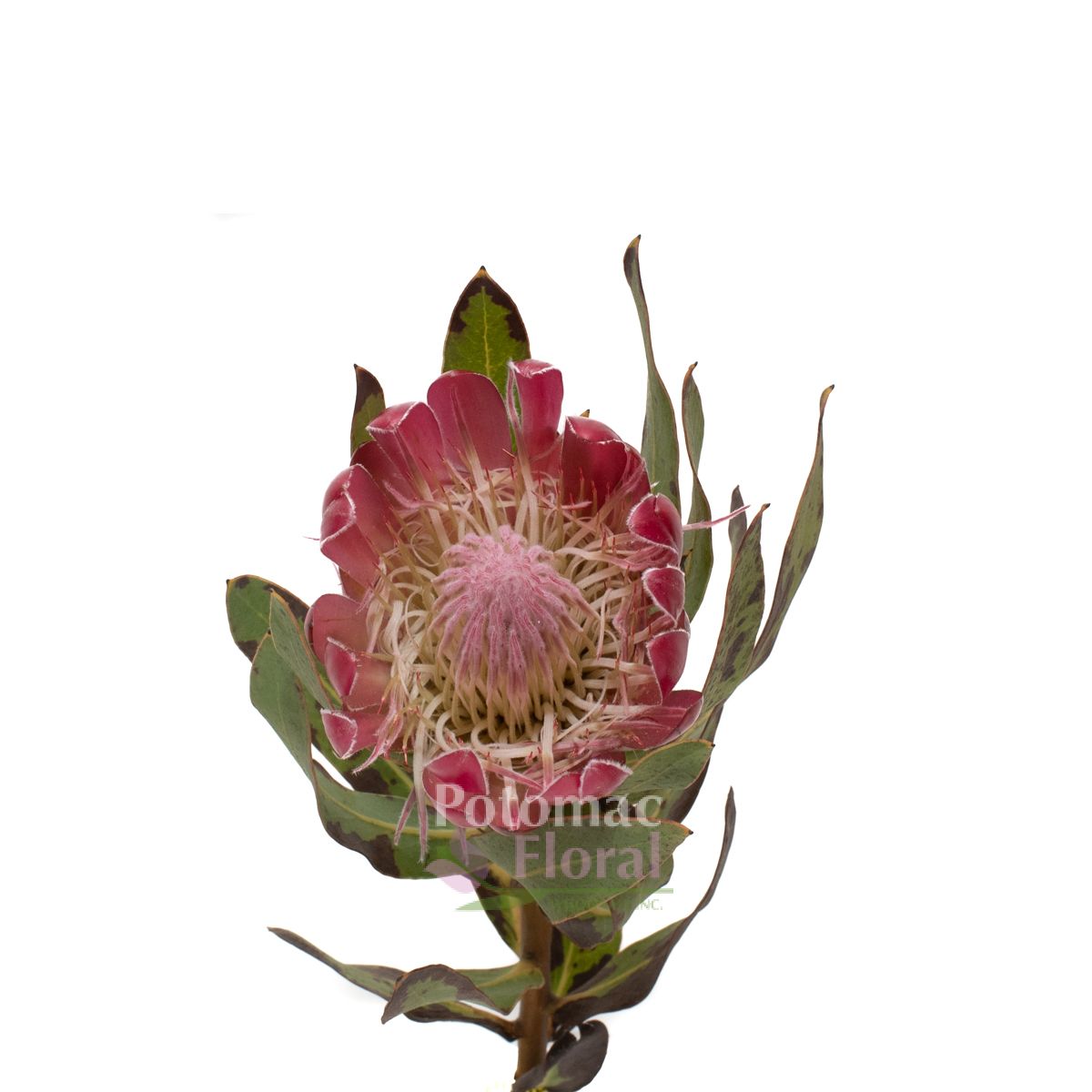Protea Red Baron - Potomac Floral Wholesale