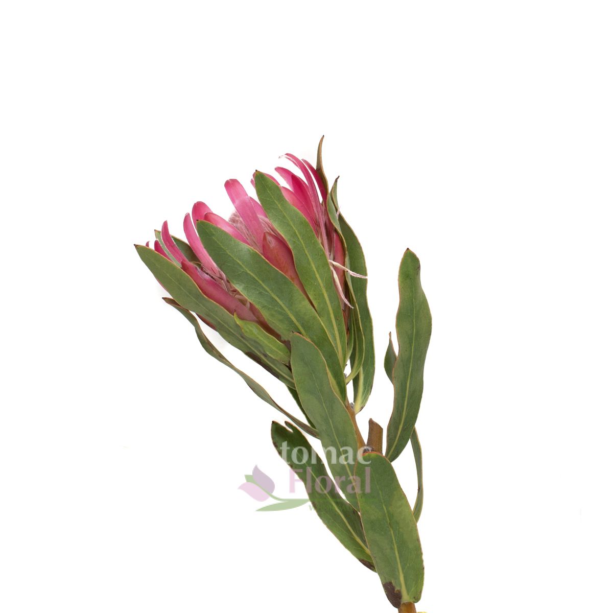 Protea Red Baron - Potomac Floral Wholesale