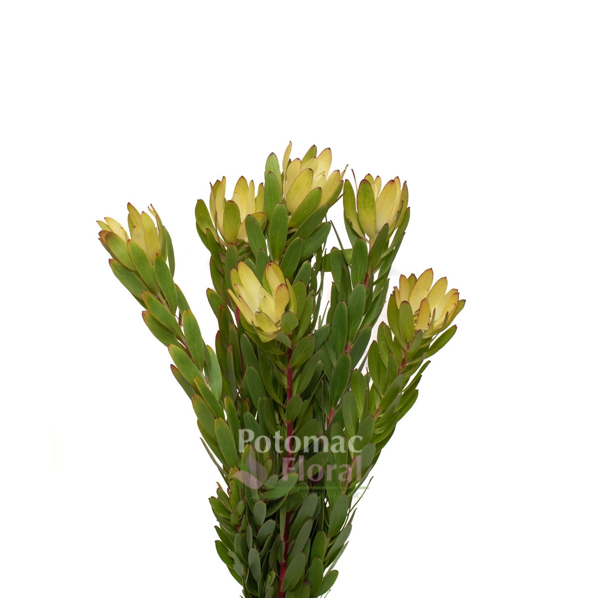 Safari Gold Strike, 80 to 90 cm - Potomac Floral Wholesale