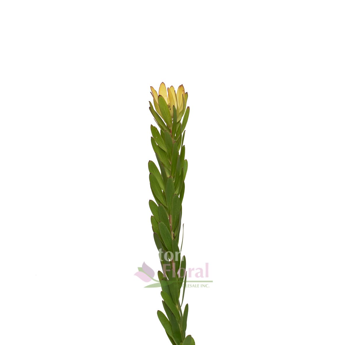 Safari Gold Strike, 80 to 90 cm - Potomac Floral Wholesale