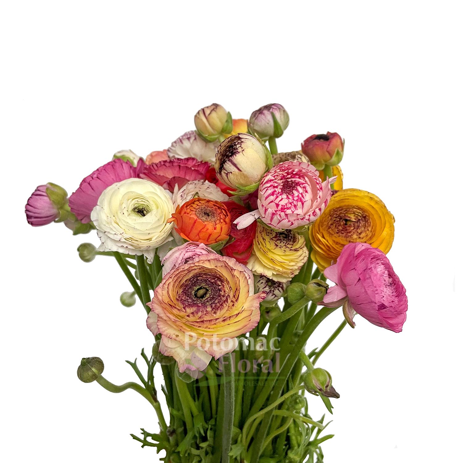 Ranunculus Assorted Bicolor Cappucino Rainbow - Potomac Floral Wholesale