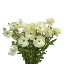 Ranunculus Butterfly Single Petal, Creamy Yellow - Potomac Floral Wholesale