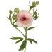Butterfly Ranunculus Cream Pink Single Petal - Adriane - Potomac Floral ...