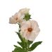Butterfly Ranunculus Cream Pink Single Petal - Adriane - Potomac Floral ...