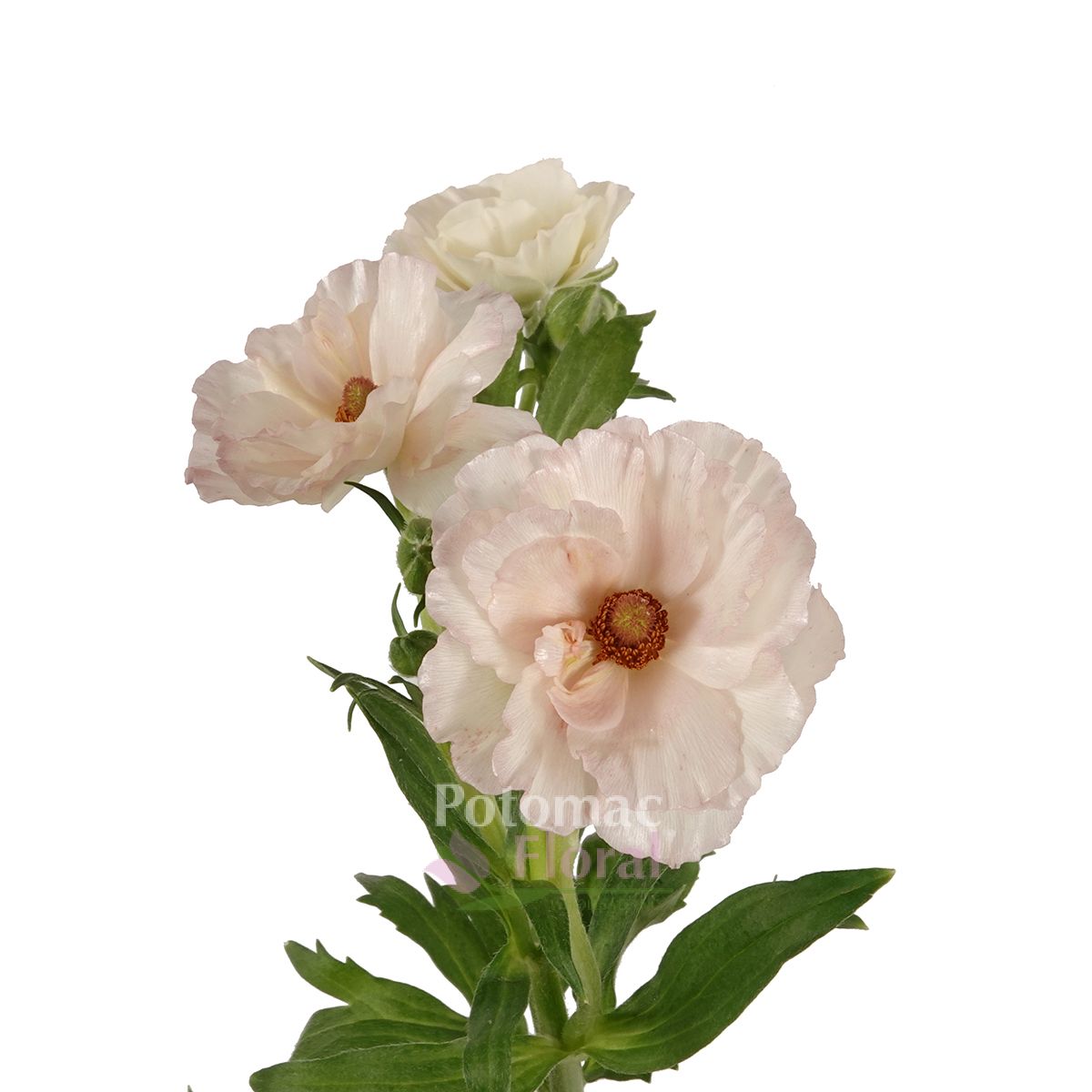 Butterfly Ranunculus Cream Pink Single Petal - Adriane - Potomac Floral ...