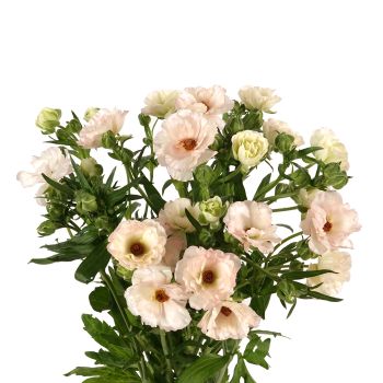 Butterfly Ranunculus Cream Pink Single Petal - Adriane - Potomac Floral ...