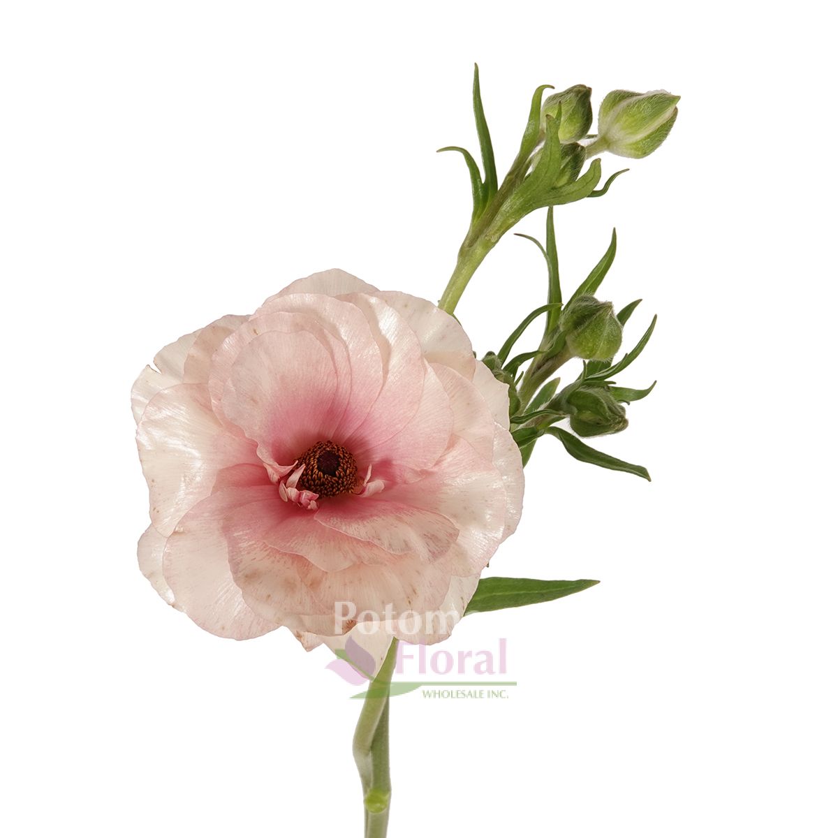 Butterfly Ranunculus Cream Pink Single Petal - Adriane - Potomac Floral ...