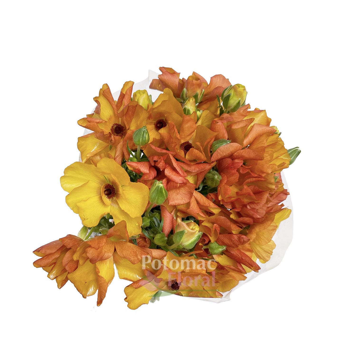 Butterfly Ranunculus Orange Single Petal - Potomac Floral Wholesale