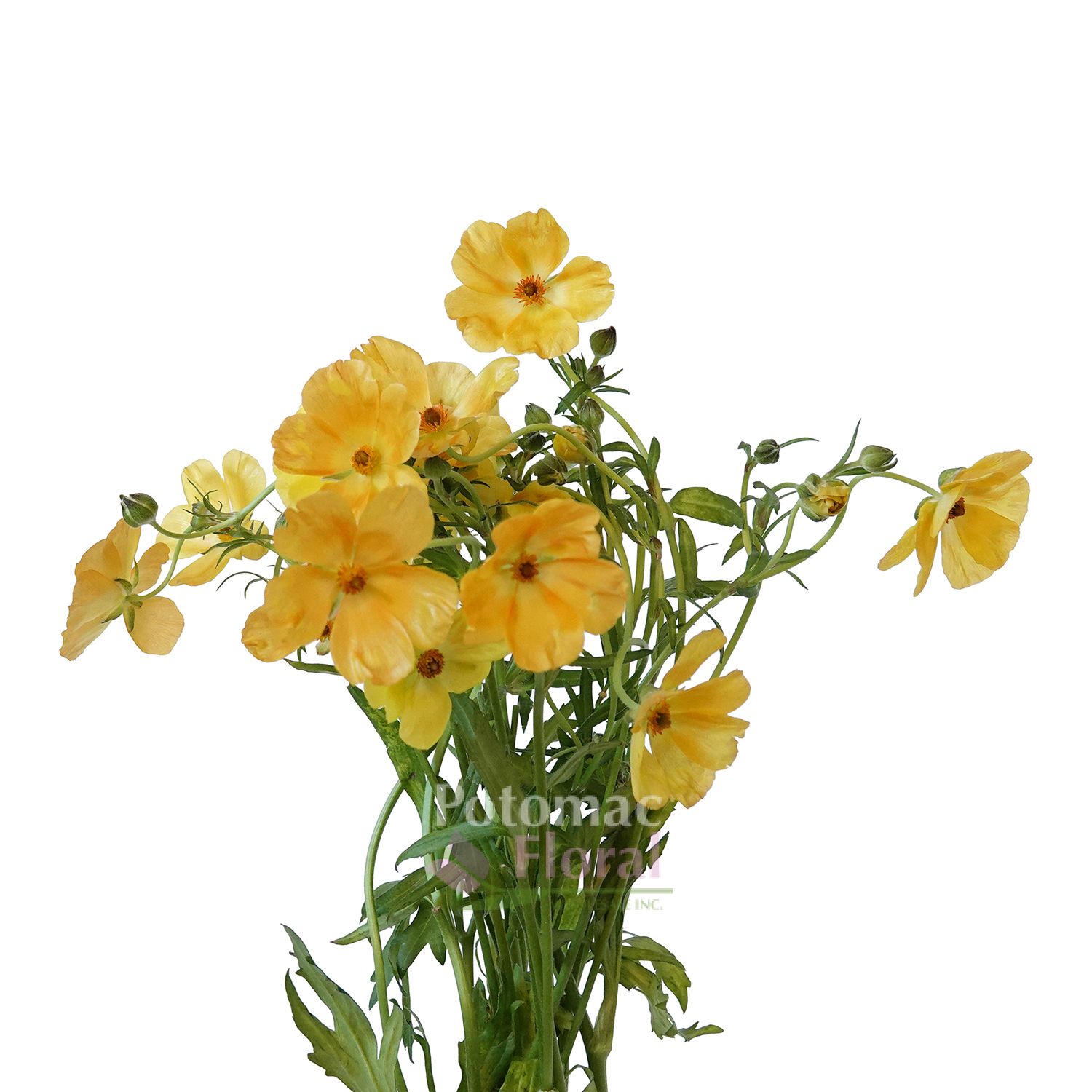 Butterfly Ranunculus Orange Single Petal - Potomac Floral Wholesale