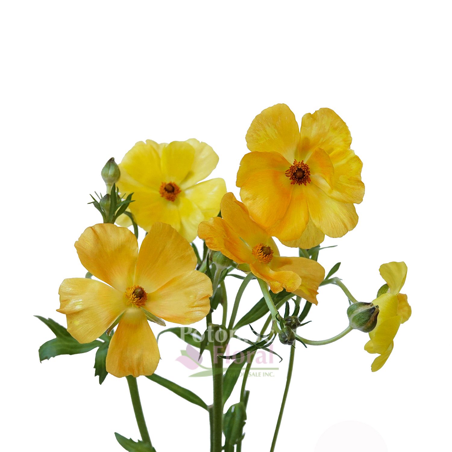 Butterfly Ranunculus Orange Single Petal - Potomac Floral Wholesale