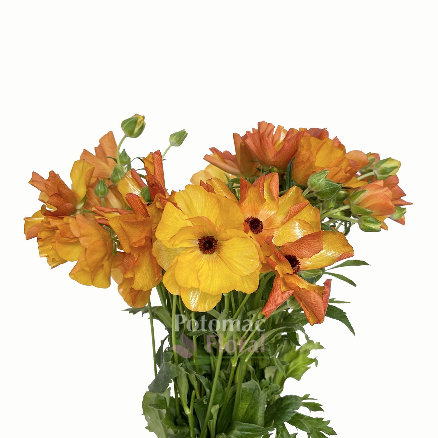 Butterfly Ranunculus Orange Single Petal - Potomac Floral Wholesale