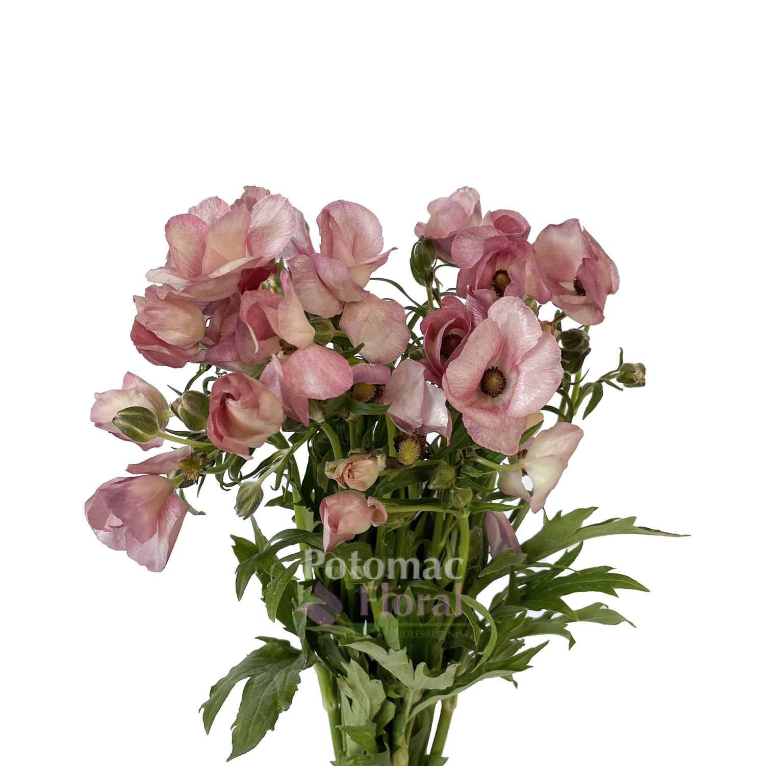 Ranunculus Butterfly Single Petal Medium- Light Pink - Potomac Floral ...