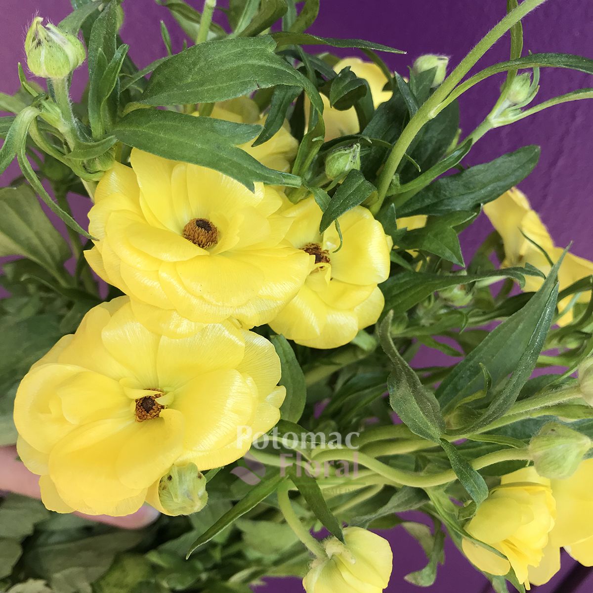Butterfly Ranunculus Yellow Single Petal - Potomac Floral Wholesale
