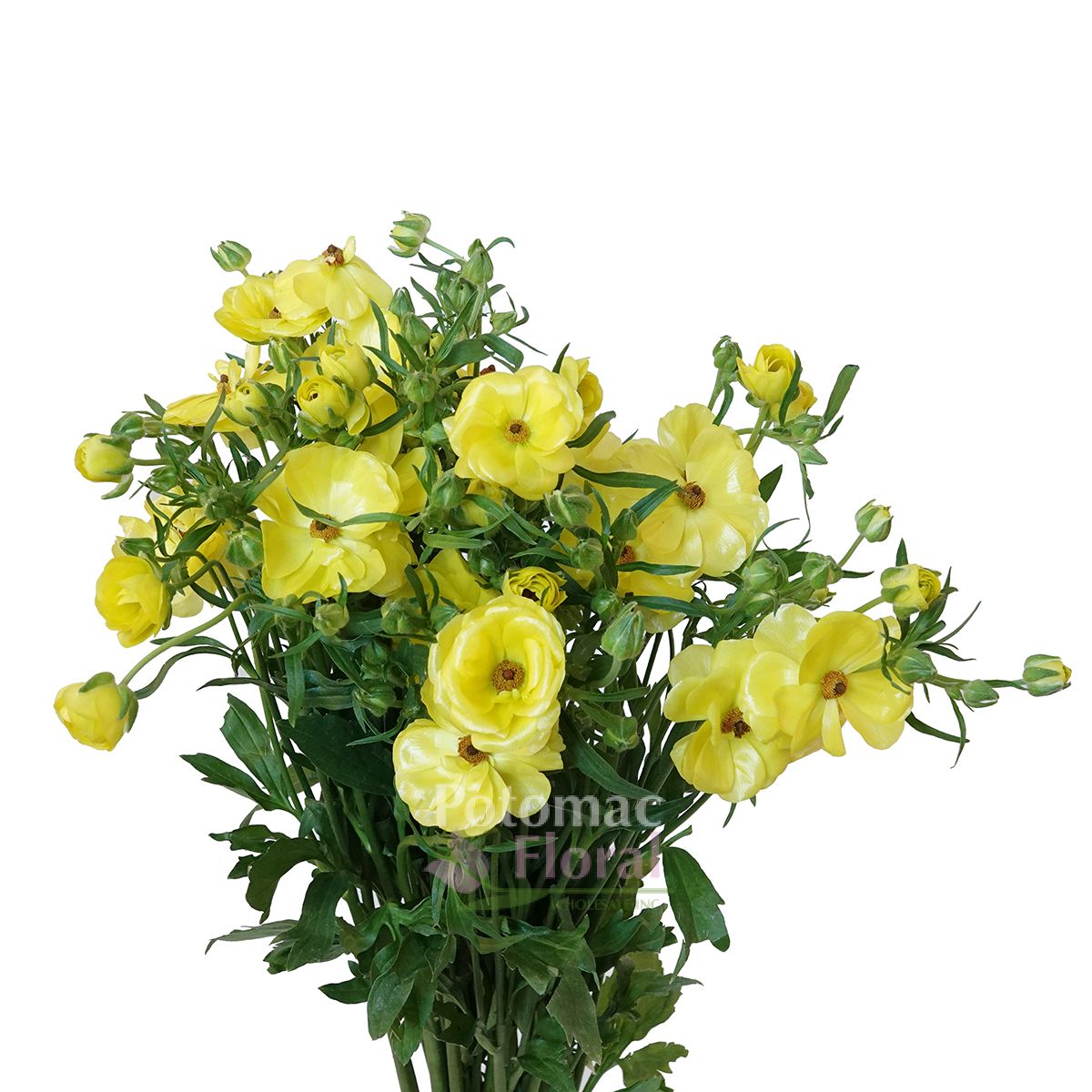 Butterfly Ranunculus Yellow Single Petal - Potomac Floral Wholesale