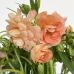Butterfly Ranunculus Salmon Pink - Single Petal - Potomac Floral Wholesale