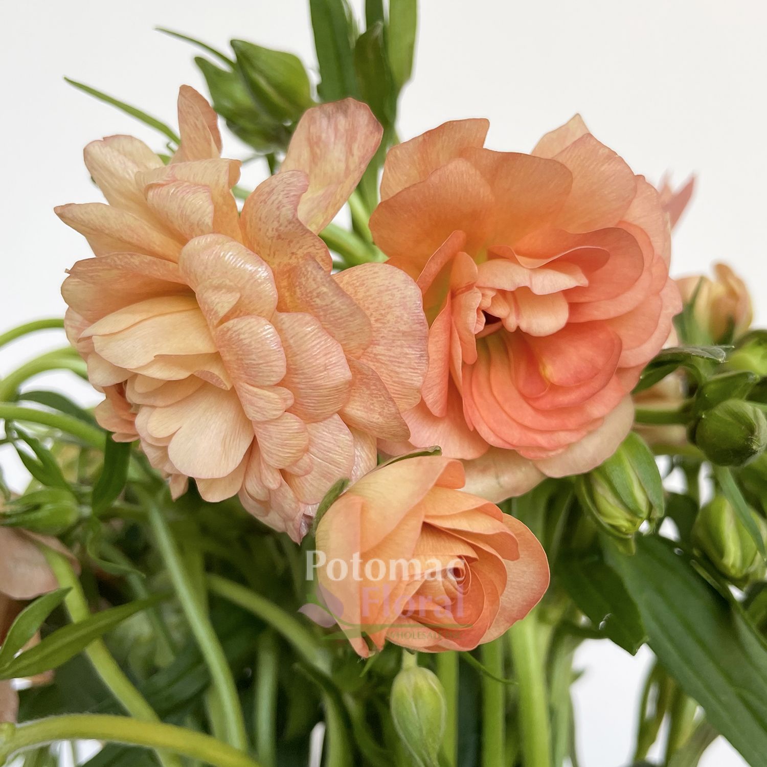 Butterfly Ranunculus Salmon Pink - Single Petal - Potomac Floral Wholesale