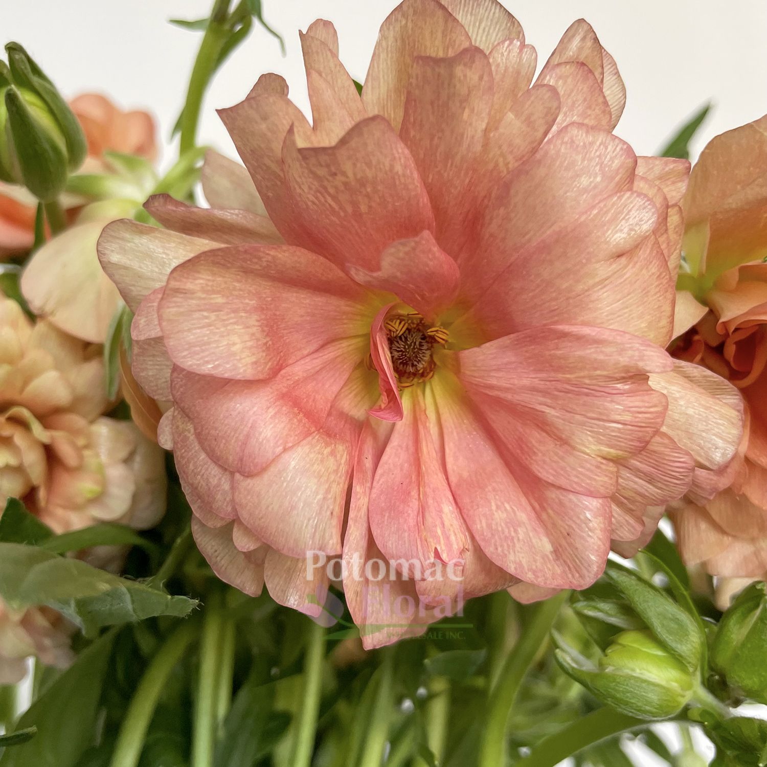 Butterfly Ranunculus Salmon Pink - Single Petal - Potomac Floral Wholesale