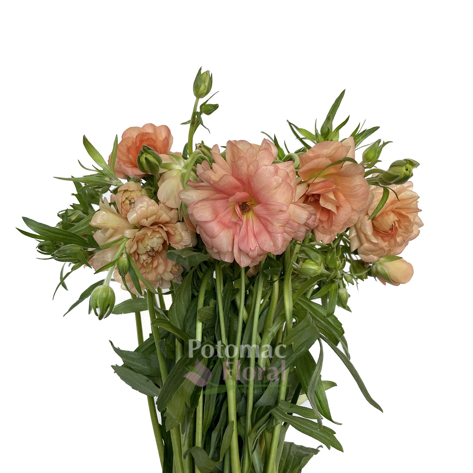 Butterfly Ranunculus Salmon Pink - Single Petal - Potomac Floral Wholesale