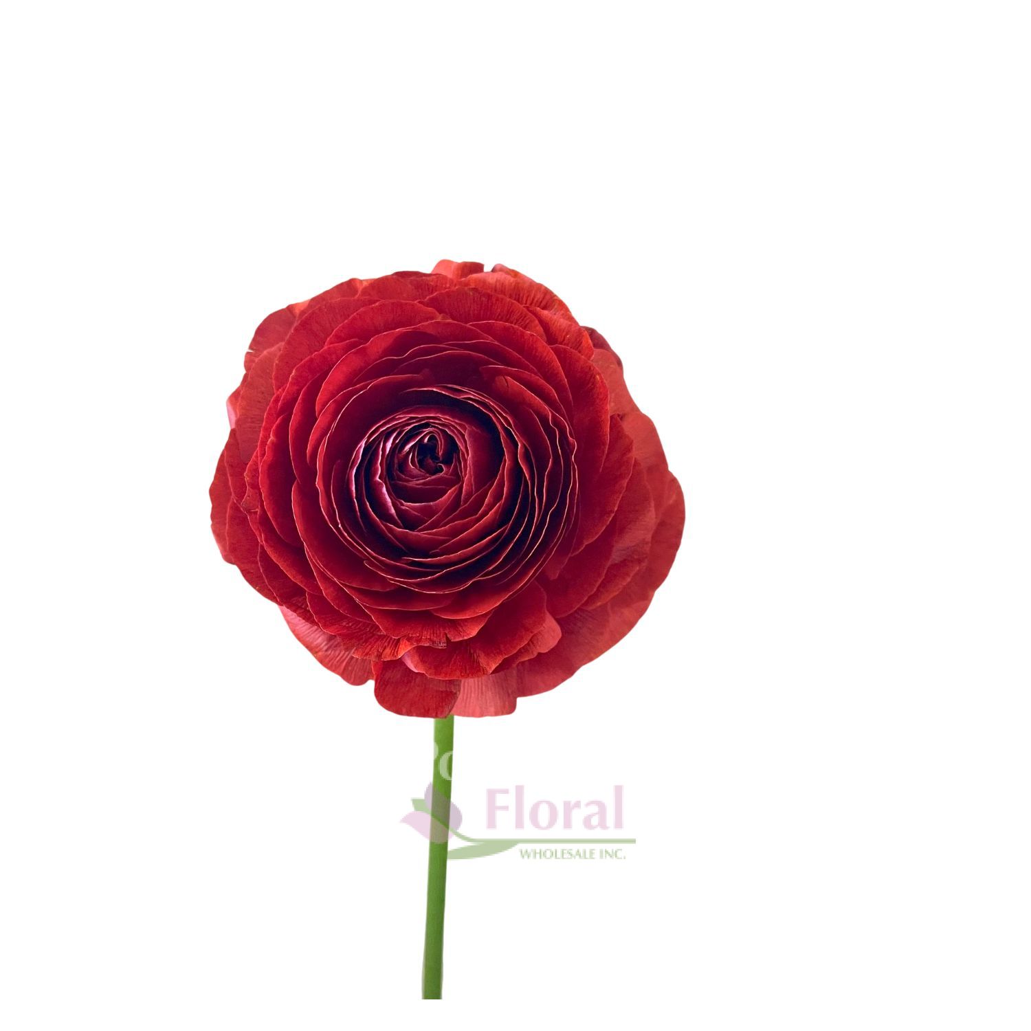 Ranunculus Burgendy - Darkest red - Potomac Floral Wholesale