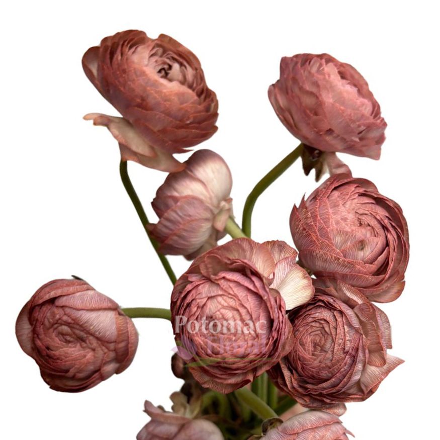 Ranunculus Tinted chocolate Brownie - Potomac Floral Wholesale