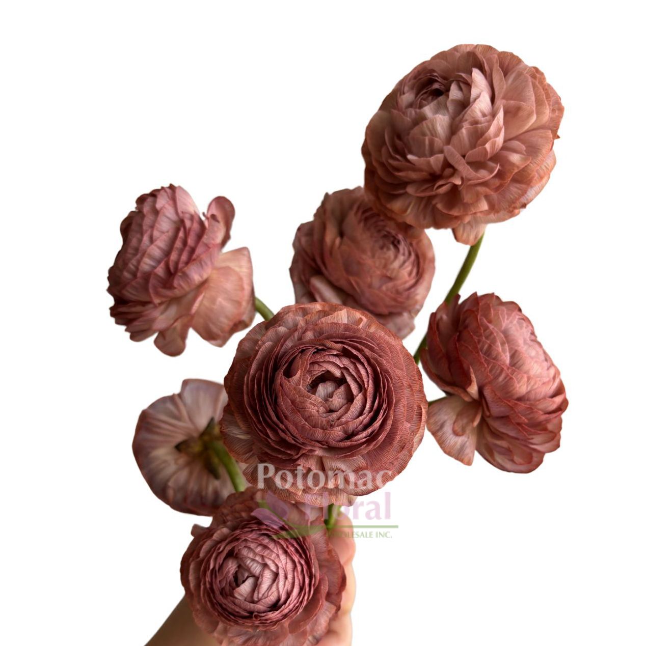 Ranunculus Tinted chocolate Brownie - Potomac Floral Wholesale