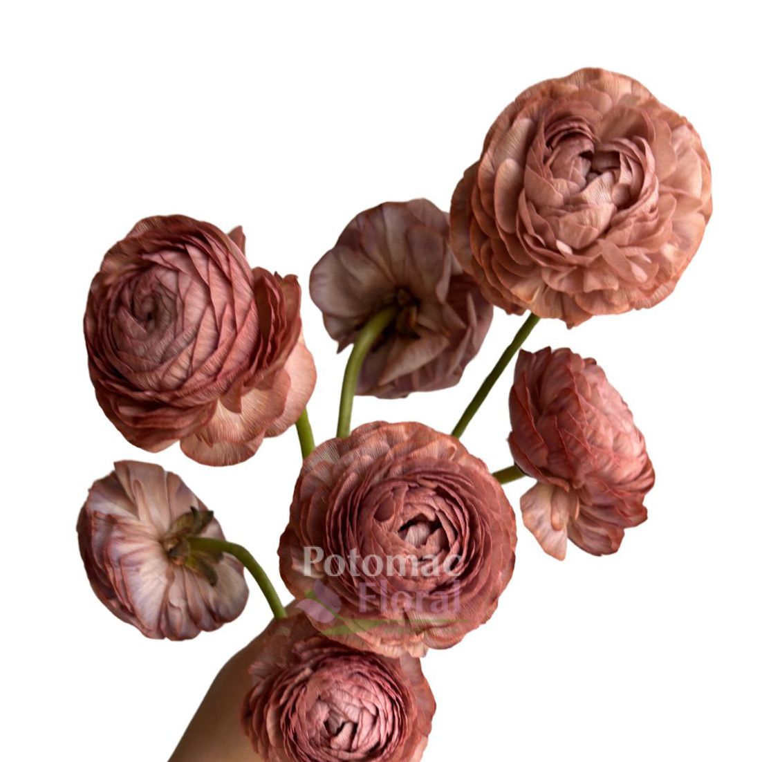 Ranunculus Tinted chocolate Brownie - Potomac Floral Wholesale
